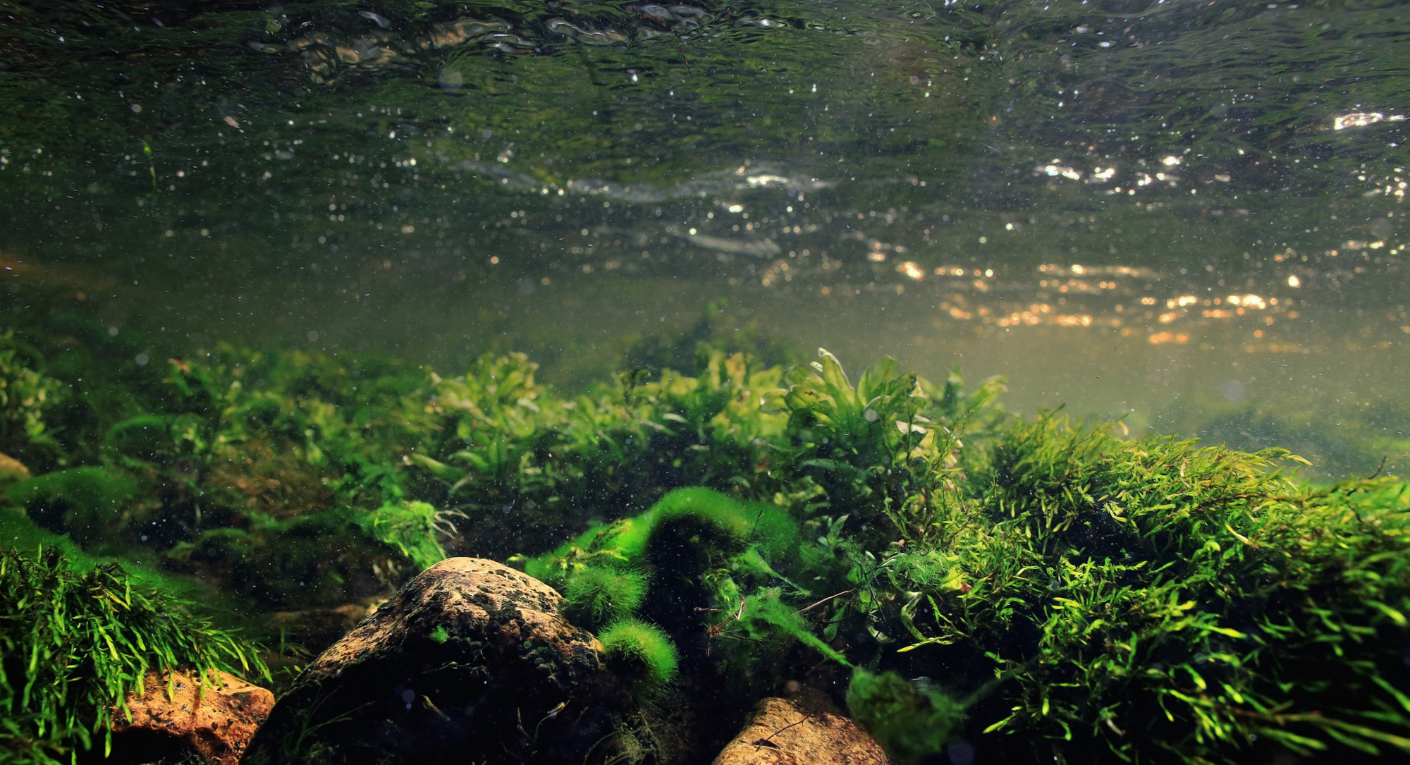 Alge i antikancerogeno djelovanje